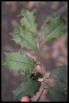 American Holly Tree (5) Seedlings Transplant