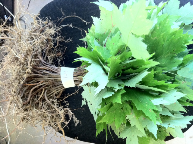 M) PRE ORDER SALE 20 STARTER SEEDLINGS RED MAPLE TREE