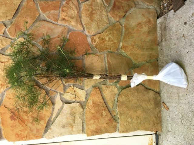 NURSERY SEEDLINGS