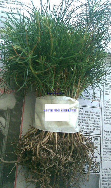 EASTERN WHITE PINE TREE SEEDLINGS QUANTITY (45) FRESH FREE SHIPPING