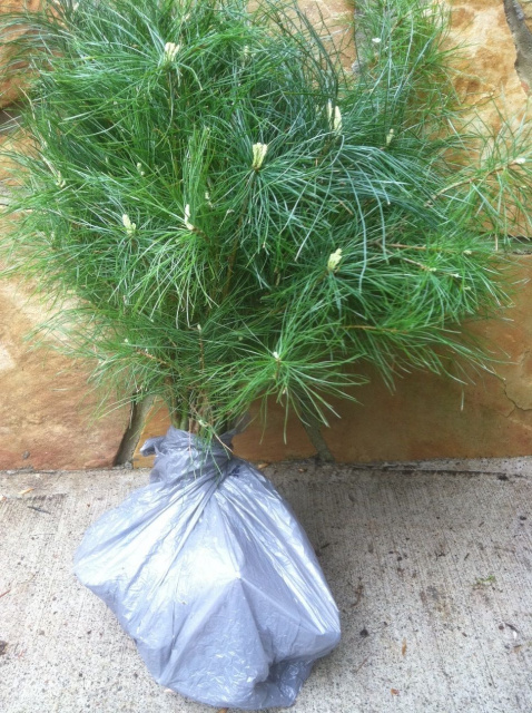 40 White Pine tree Seedlings
